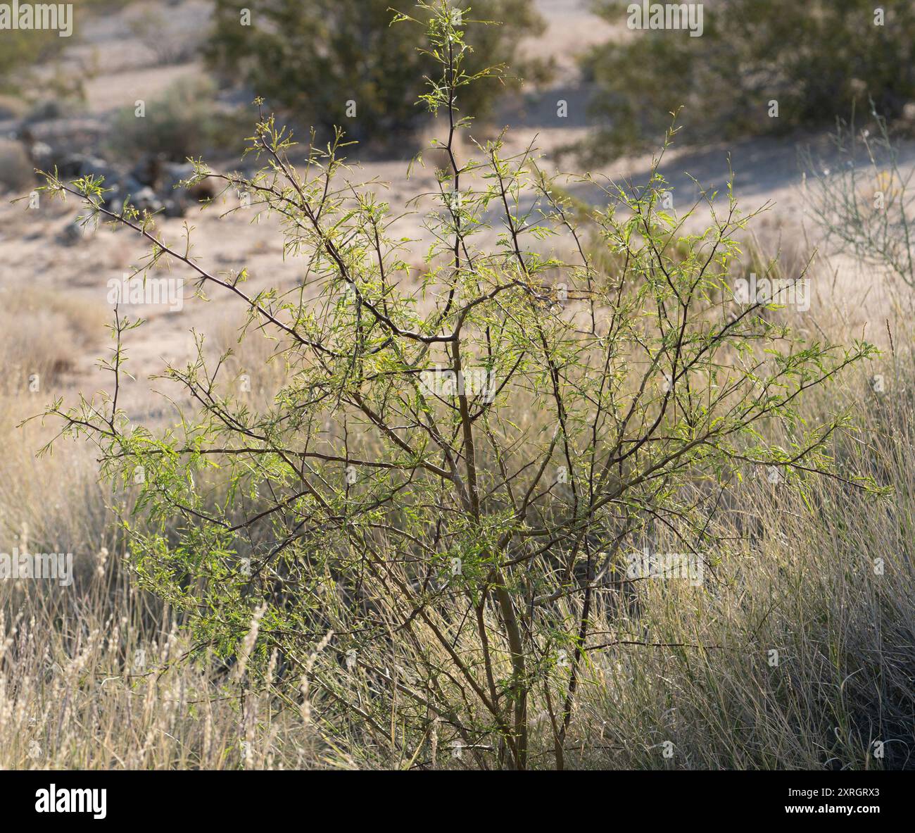 mesquites (Neltuma) Plantae Stock Photo - Alamy
