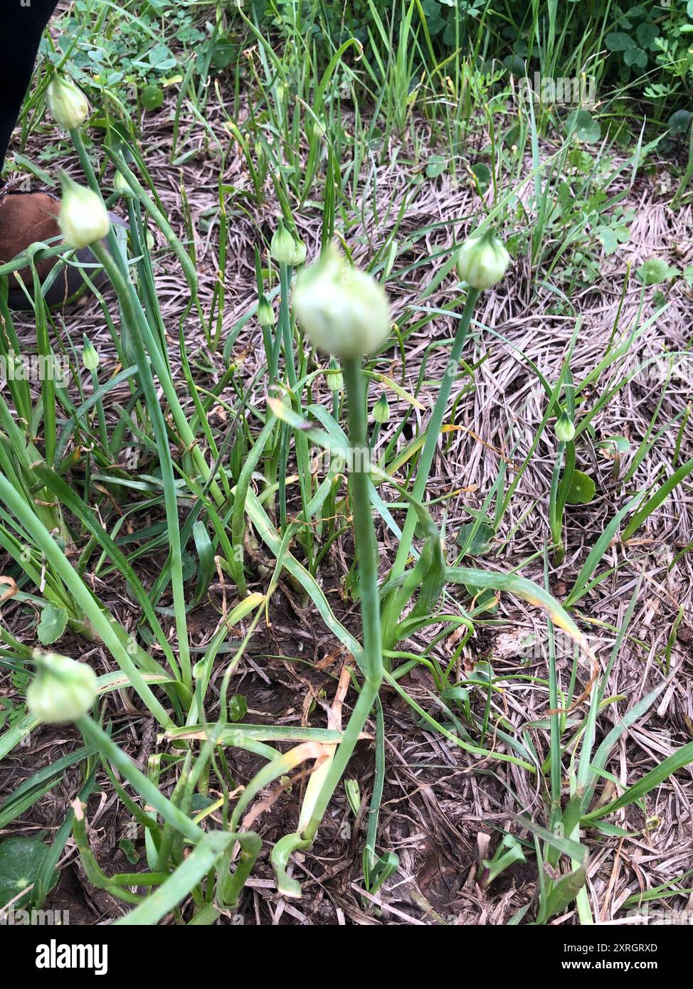 Canadian Meadow garlic (Allium canadense) Plantae Stock Photo - Alamy