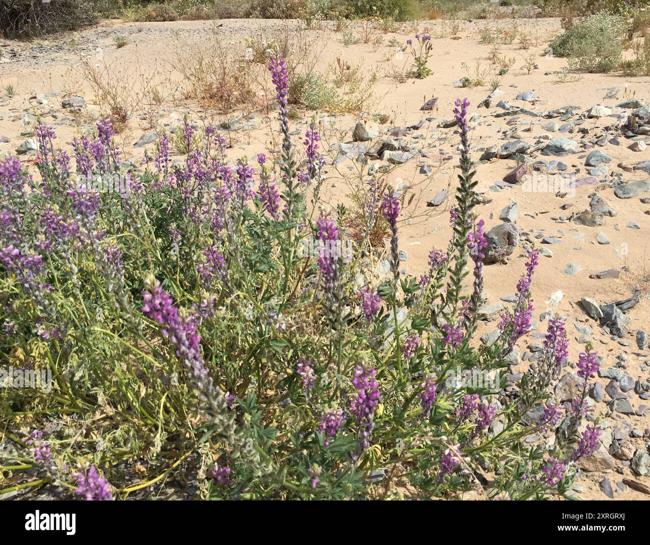 Arizona lupine (Lupinus arizonicus) Plantae Stock Photo - Alamy