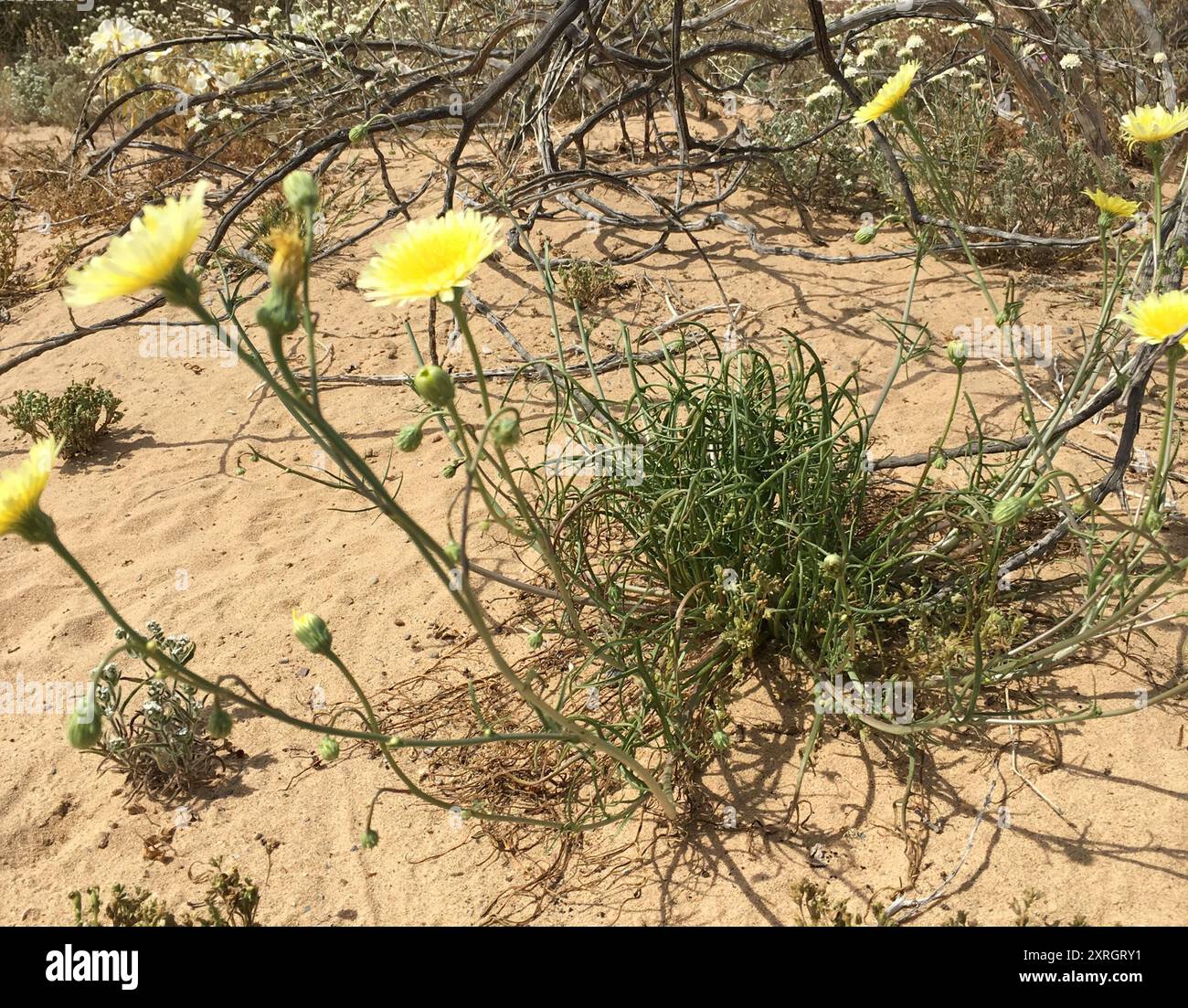 desert dandelion (Malacothrix glabrata) Plantae Stock Photo - Alamy