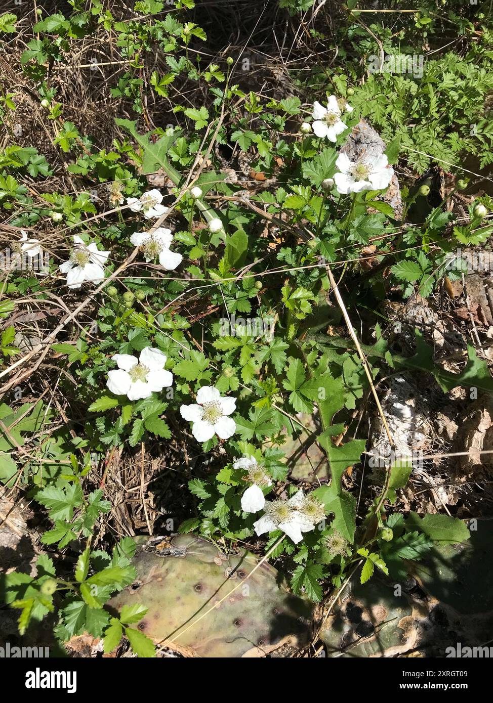 southern dewberry (Rubus trivialis) Plantae Stock Photo - Alamy