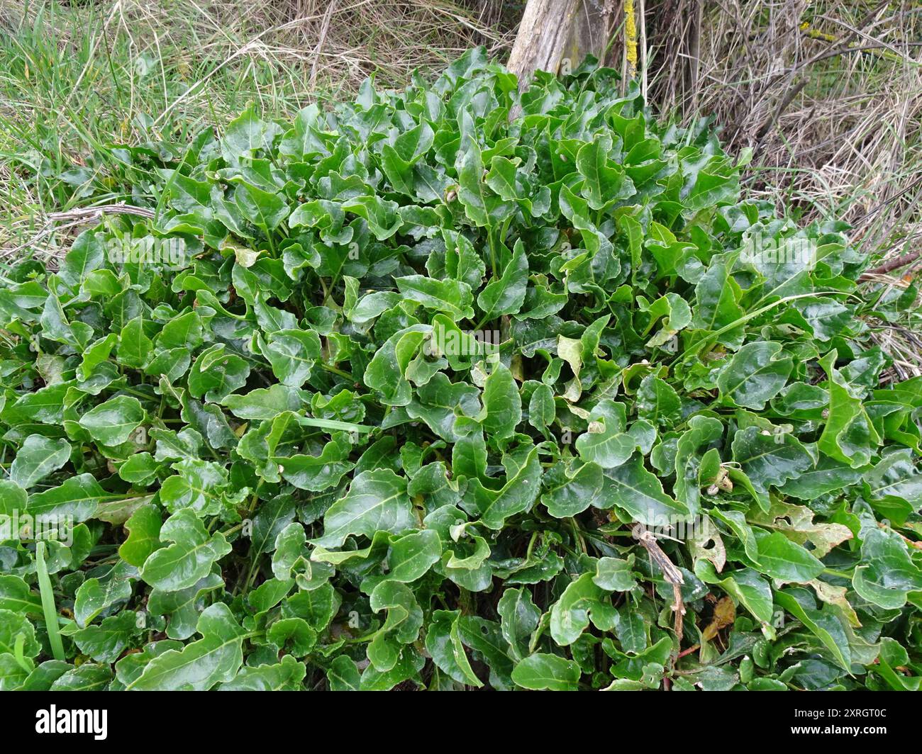 sea beet (Beta vulgaris maritima) Plantae Stock Photo - Alamy