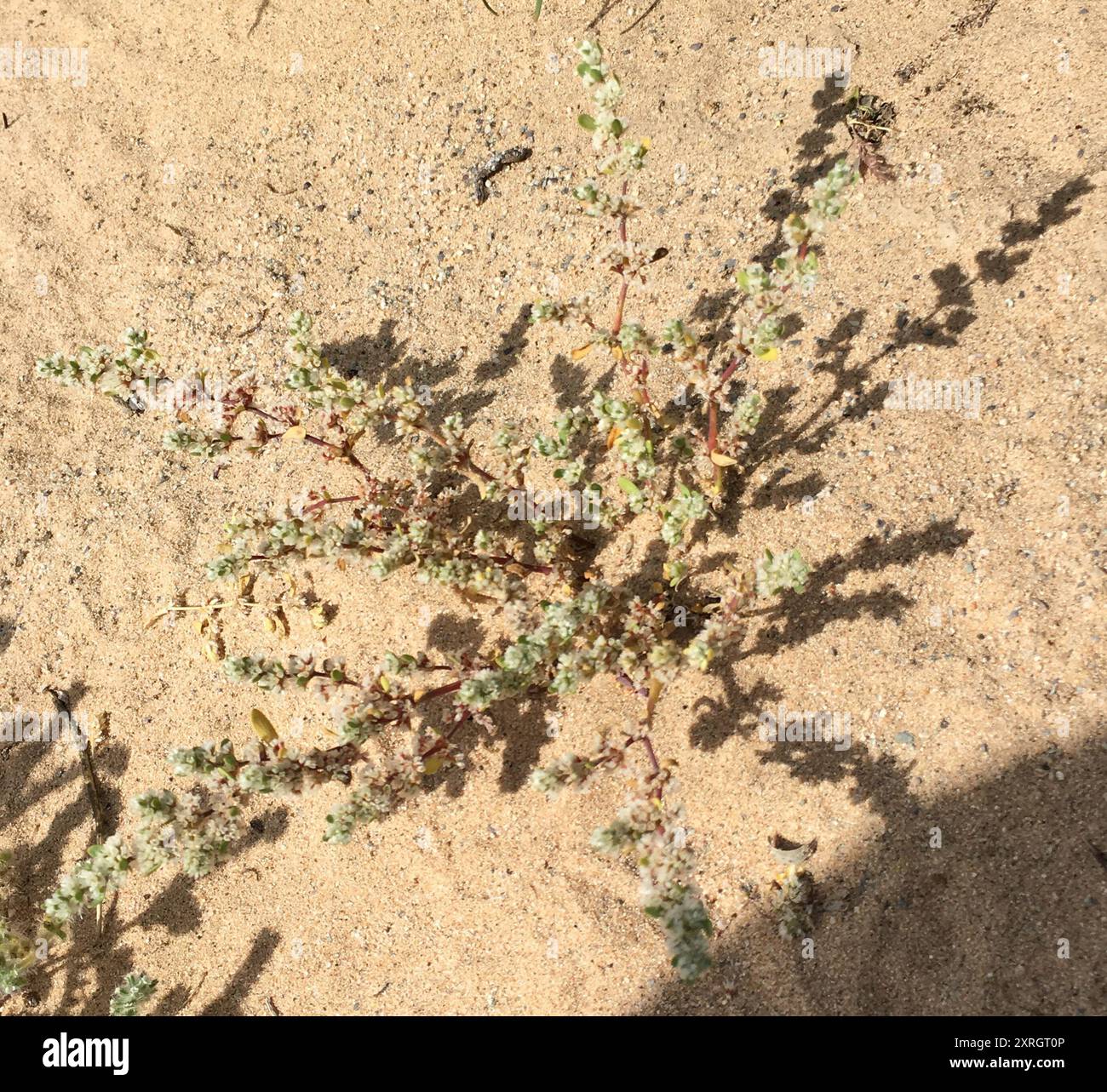 Frost Mat (Achyronychia cooperi) Plantae Stock Photo - Alamy