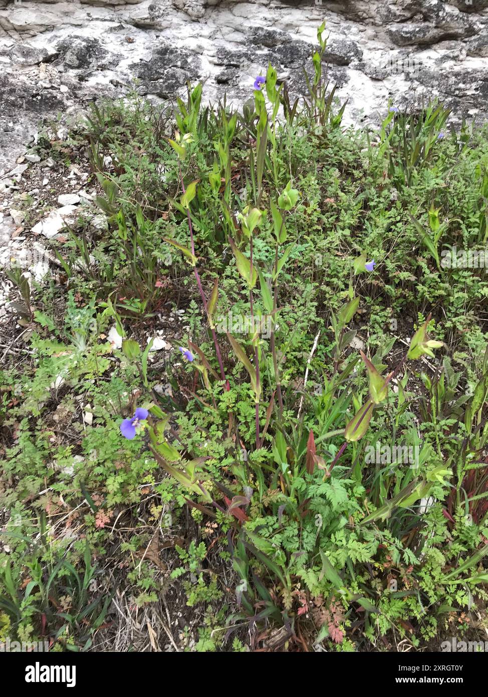 False dayflower (Tinantia anomala) Plantae Stock Photo - Alamy