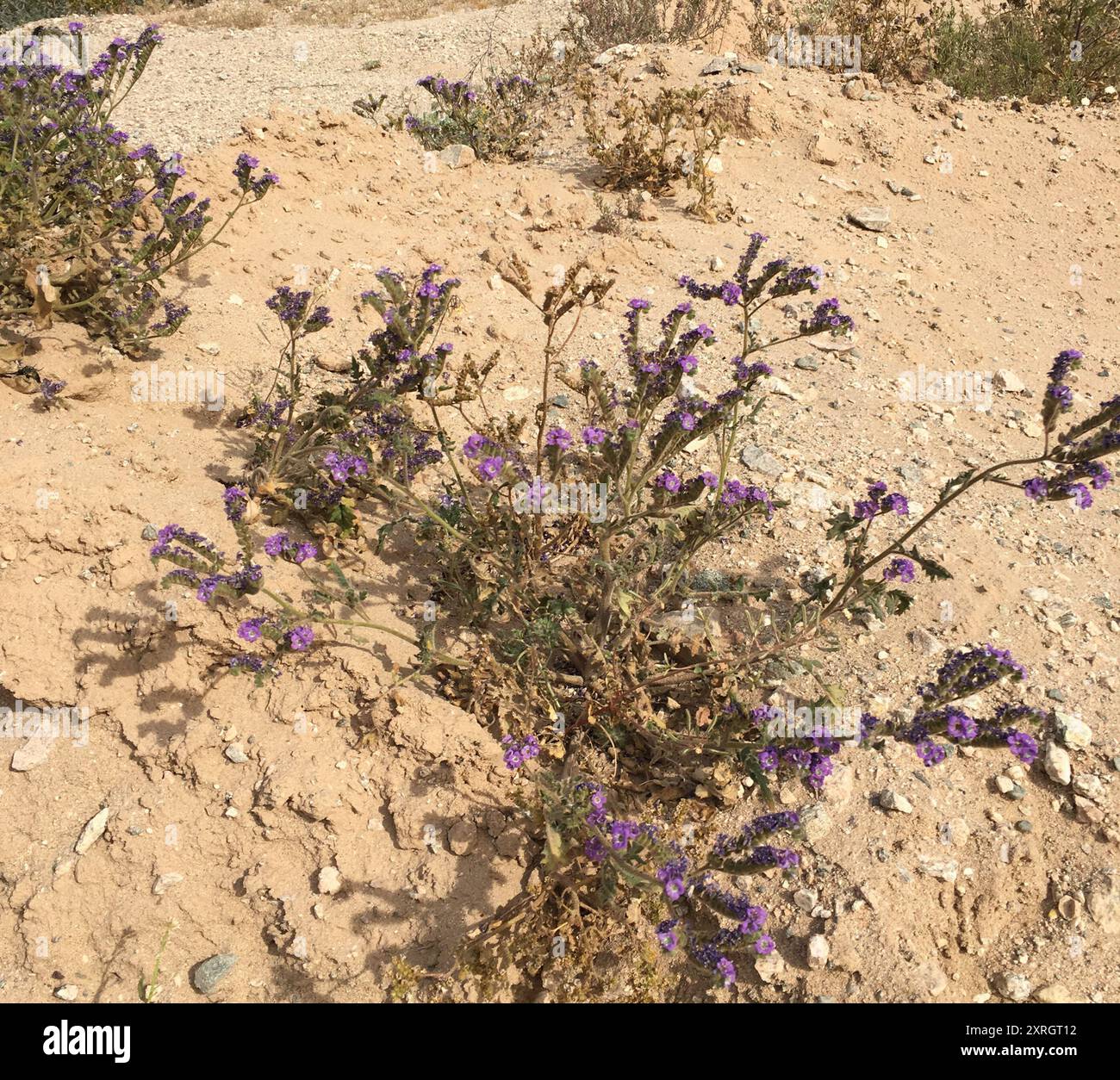 Notch-leaf Scorpionweed (Phacelia crenulata) Plantae Stock Photo - Alamy