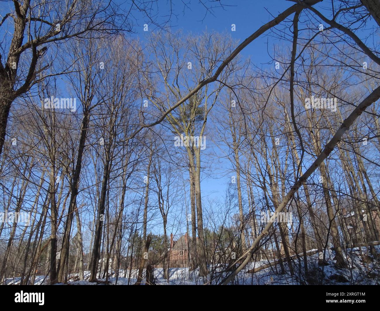 bitternut hickory (Carya cordiformis) Plantae Stock Photo - Alamy