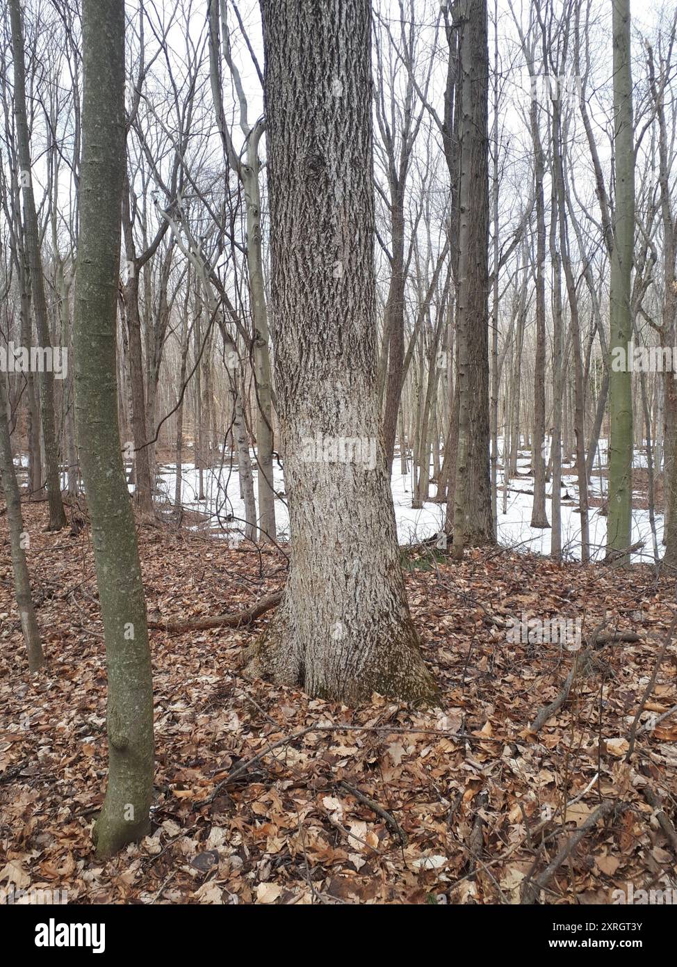 bitternut hickory (Carya cordiformis) Plantae Stock Photo - Alamy