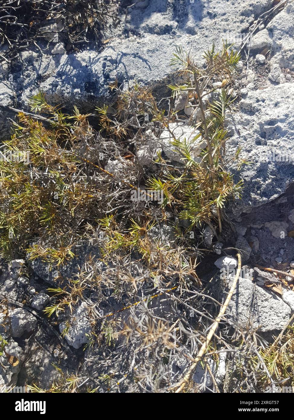 prickle lily (Acanthocarpus preissii) Plantae Stock Photo - Alamy