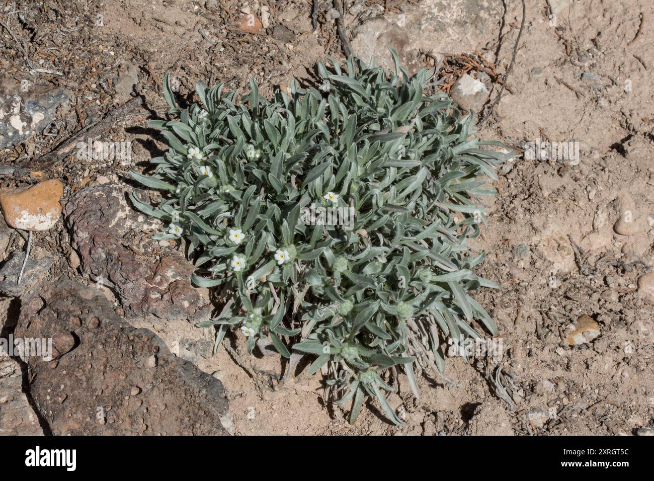 James' Cryptantha (Oreocarya suffruticosa setosa) Plantae Stock Photo ...