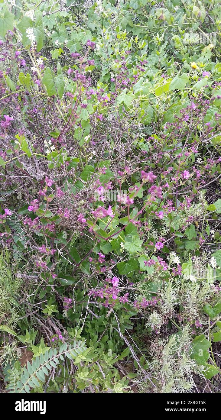 Wishbone Bush (Mirabilis laevis) Plantae Stock Photo - Alamy