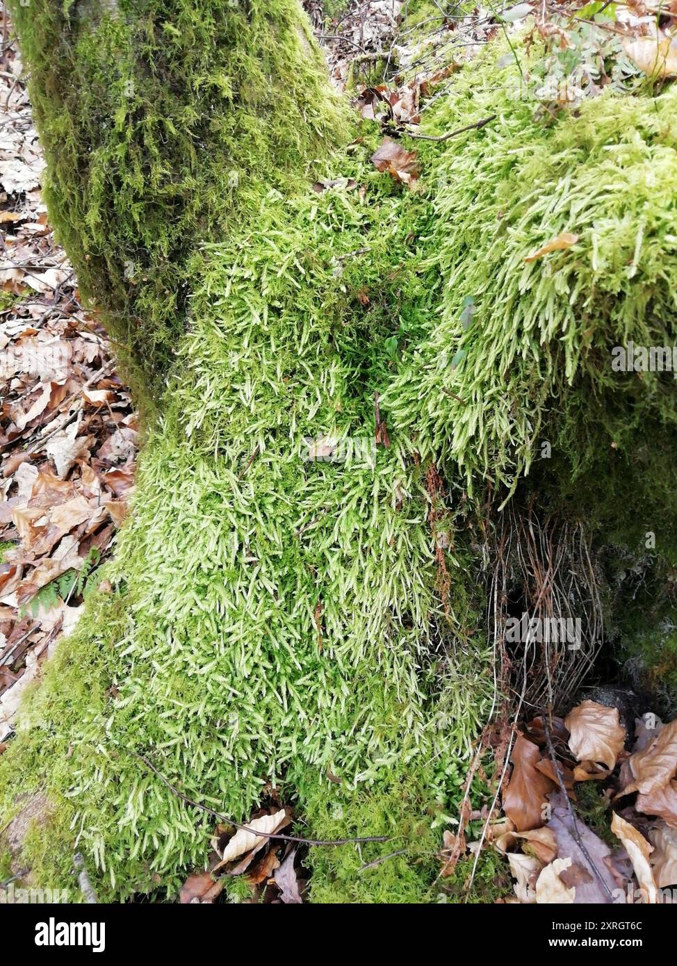 joint-toothed mosses (Bryopsida) Plantae Stock Photo - Alamy