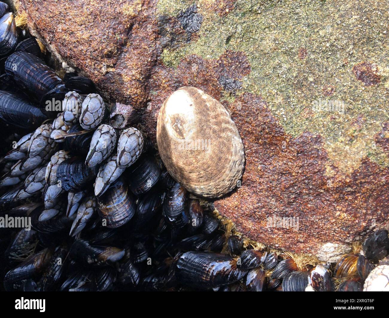 Owl Limpet (Lottia gigantea) Mollusca Stock Photo - Alamy