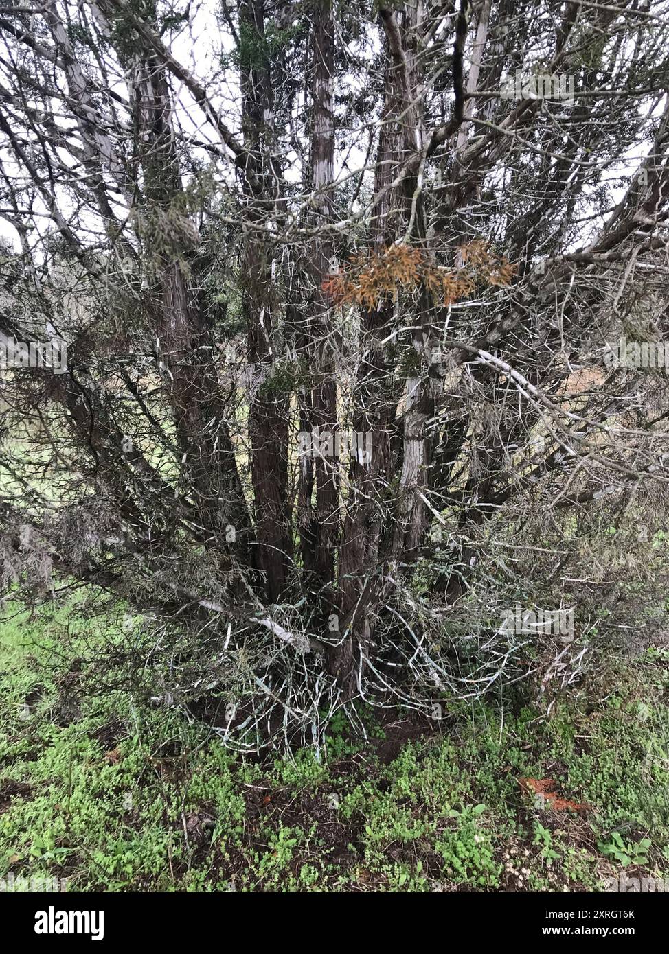 Ashe juniper (Juniperus ashei) Plantae Stock Photo - Alamy