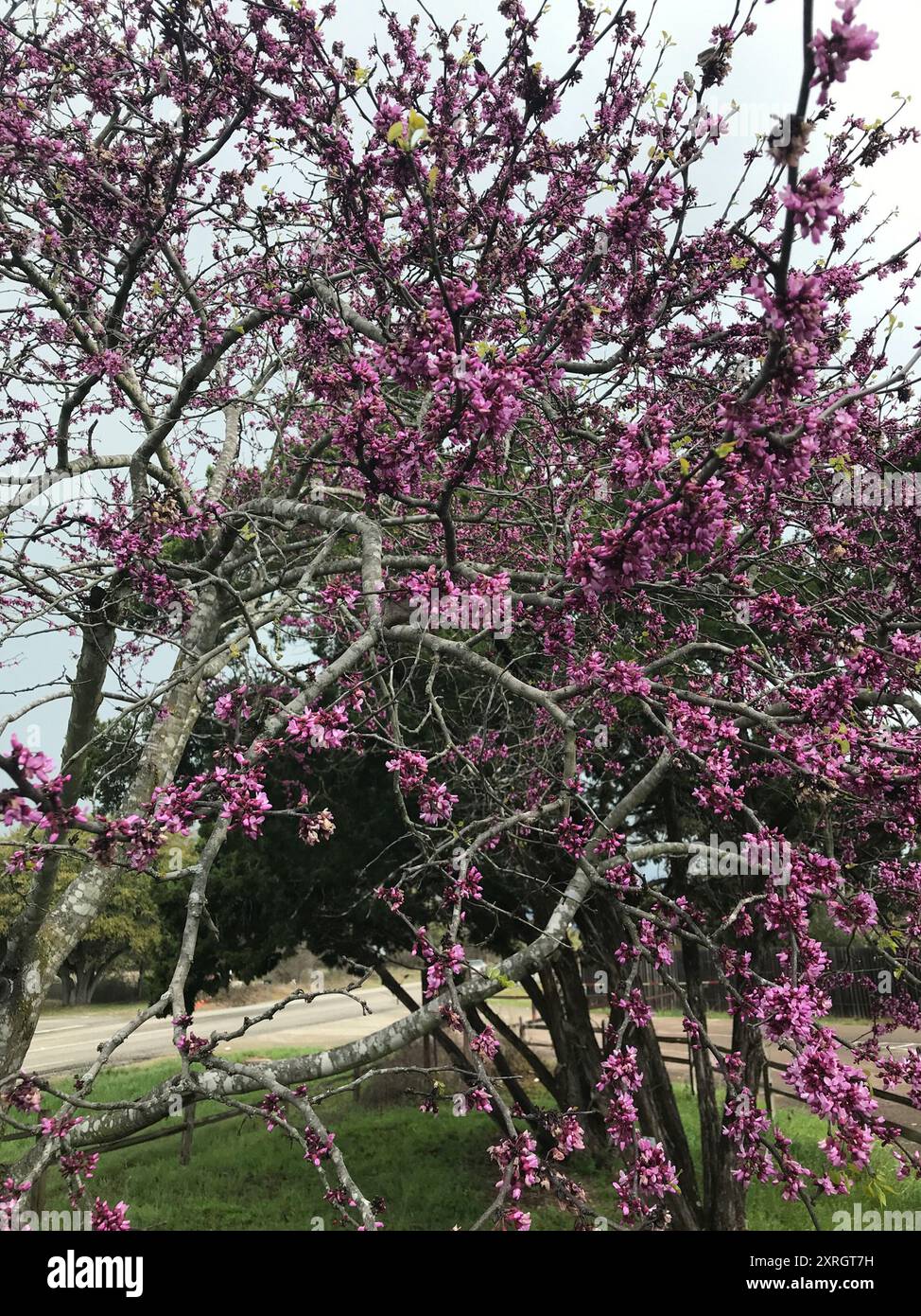 Texas redbud (Cercis canadensis texensis) Plantae Stock Photo - Alamy