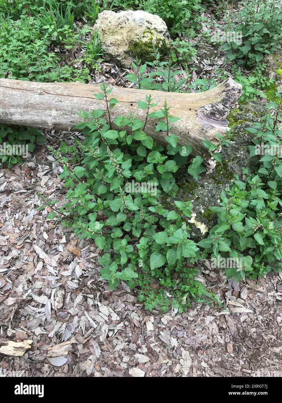 heartleaf nettle (Urtica chamaedryoides) Plantae Stock Photo - Alamy