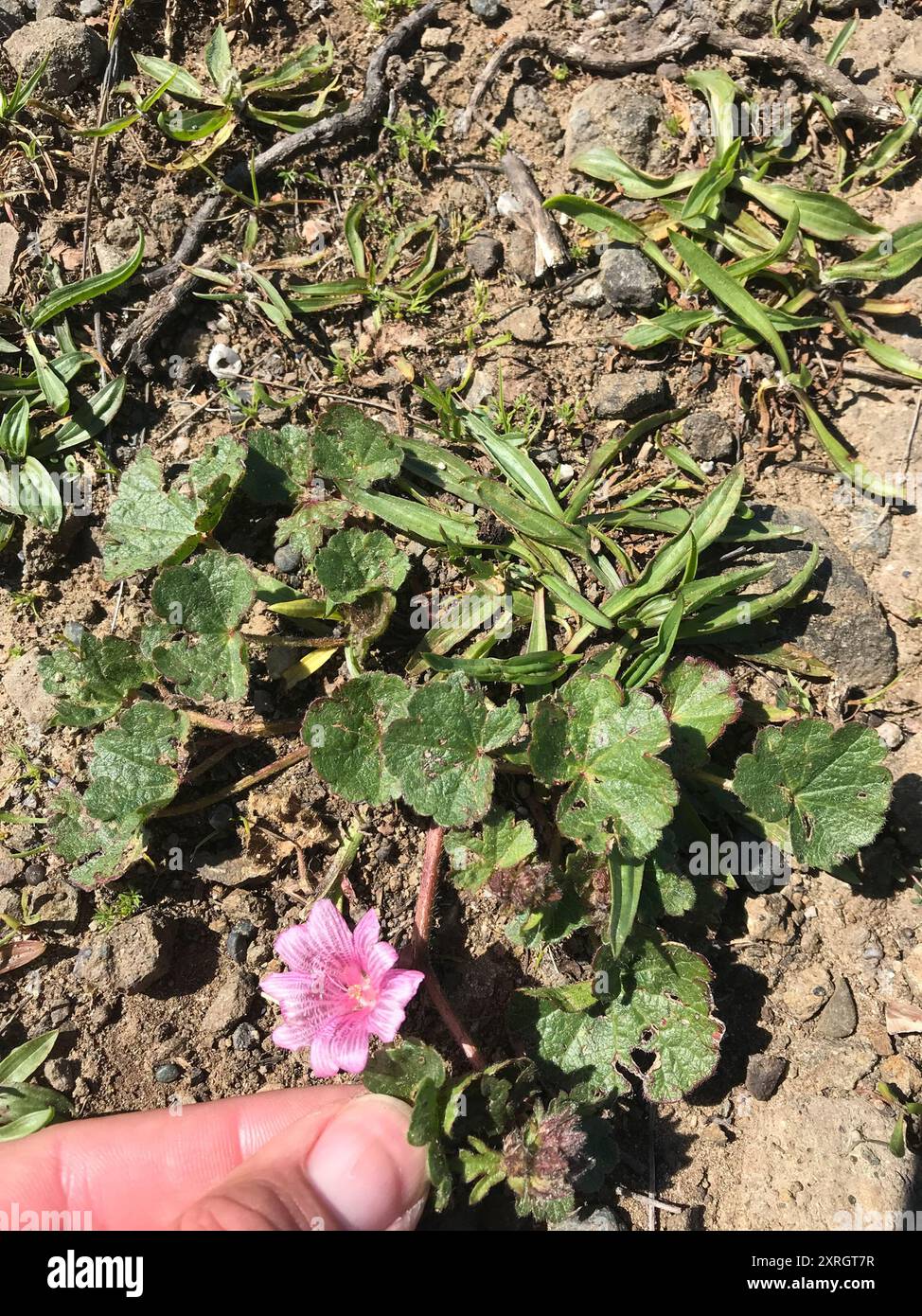 purple-stemmed checkerbloom (Sidalcea malviflora purpurea) Plantae ...