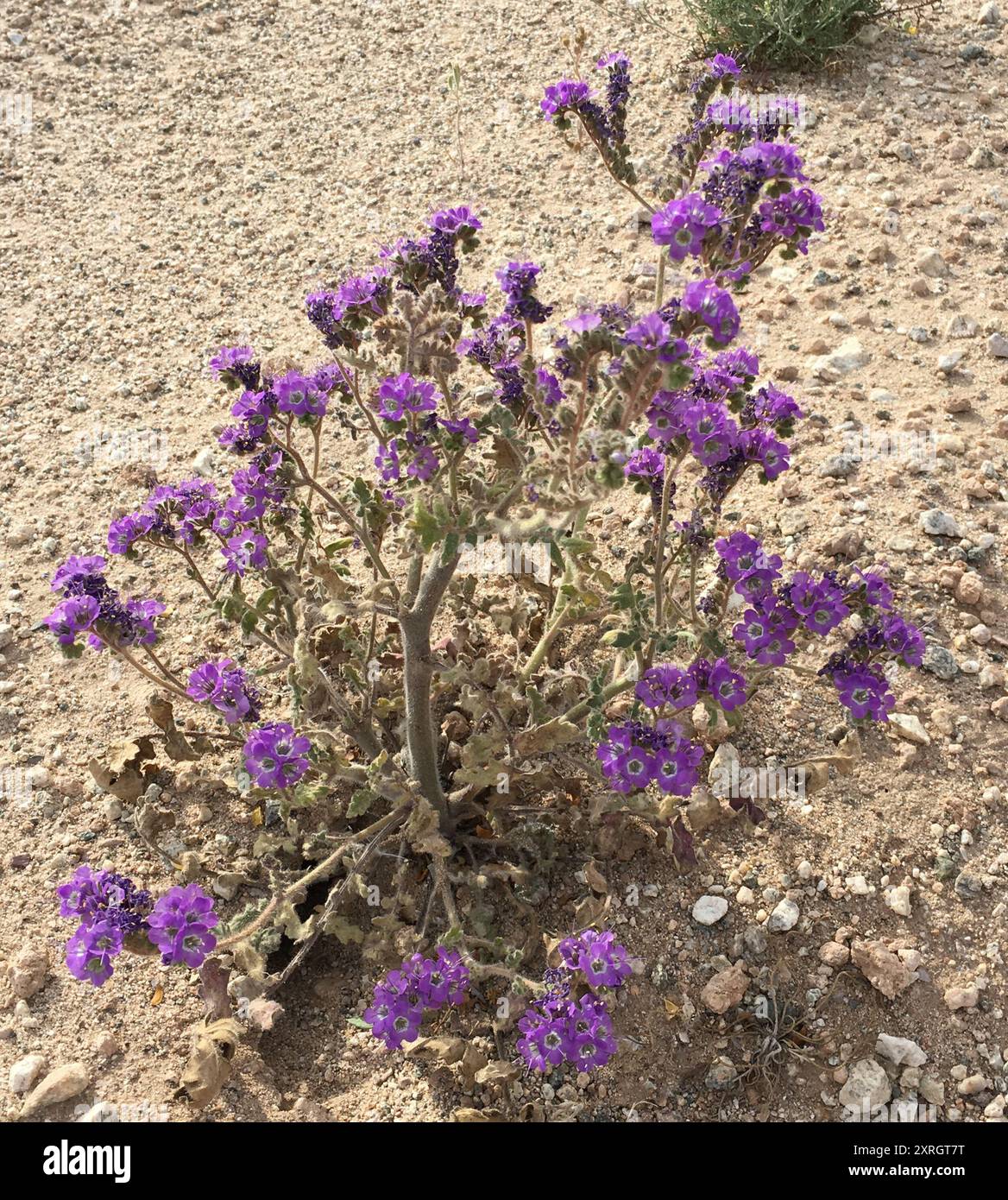 Notch-leaf Scorpionweed (Phacelia crenulata) Plantae Stock Photo - Alamy