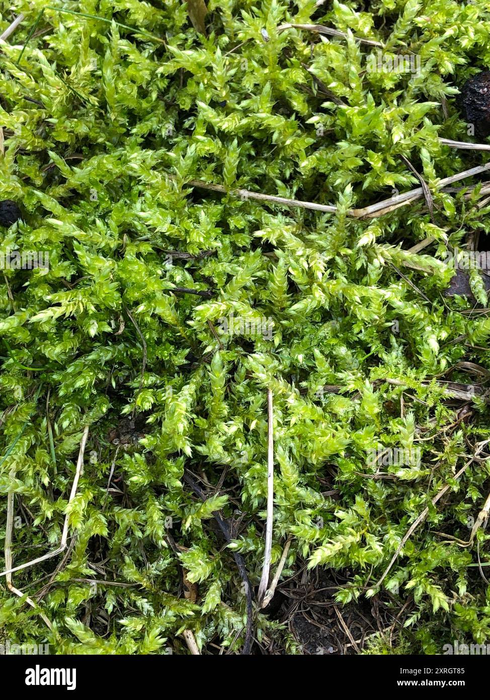 Rough-stalked Feather-moss (Brachythecium rutabulum) Plantae Stock ...