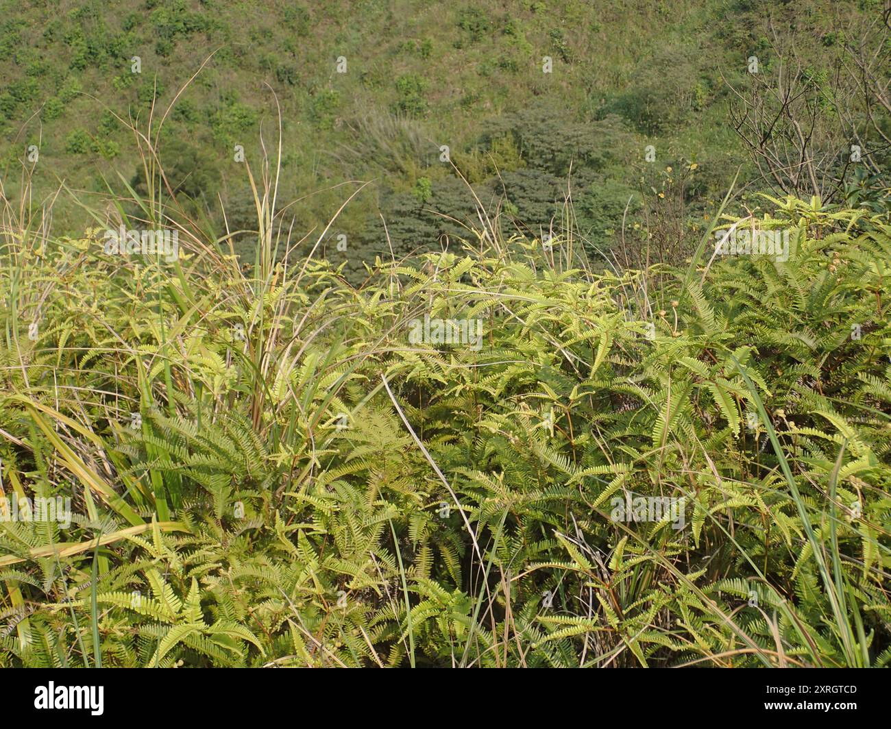 false staghorn fern (Dicranopteris linearis) Plantae Stock Photo - Alamy