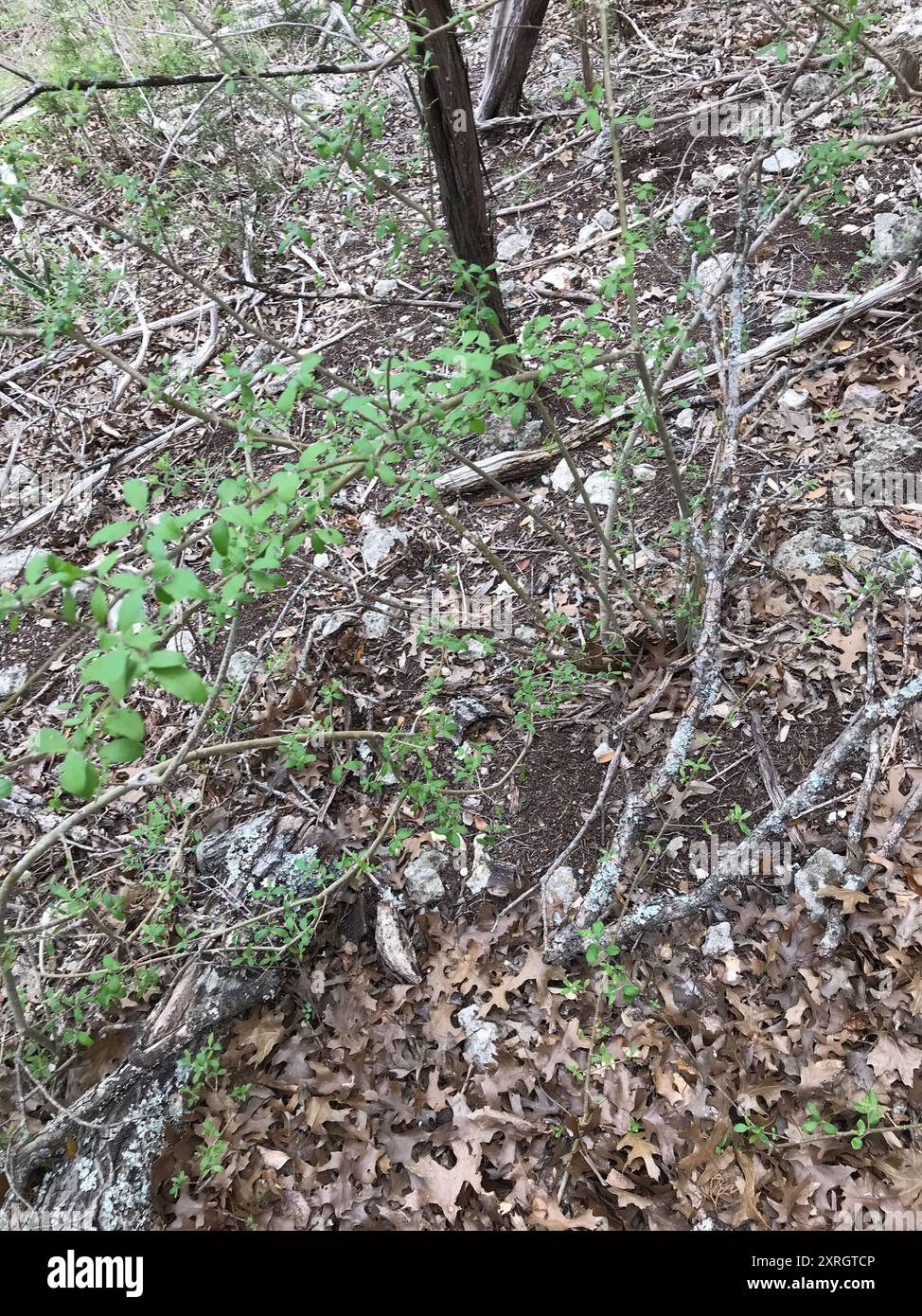 Stretchberry (Forestiera pubescens) Plantae Stock Photo - Alamy
