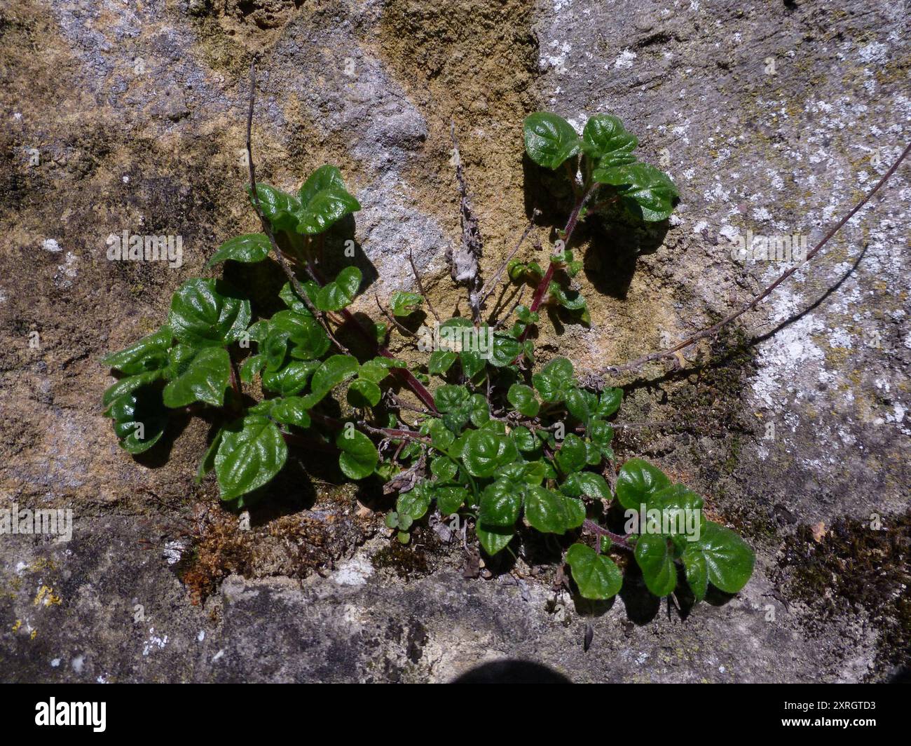 pellitory-of-the-wall (Parietaria judaica) Plantae Stock Photo - Alamy