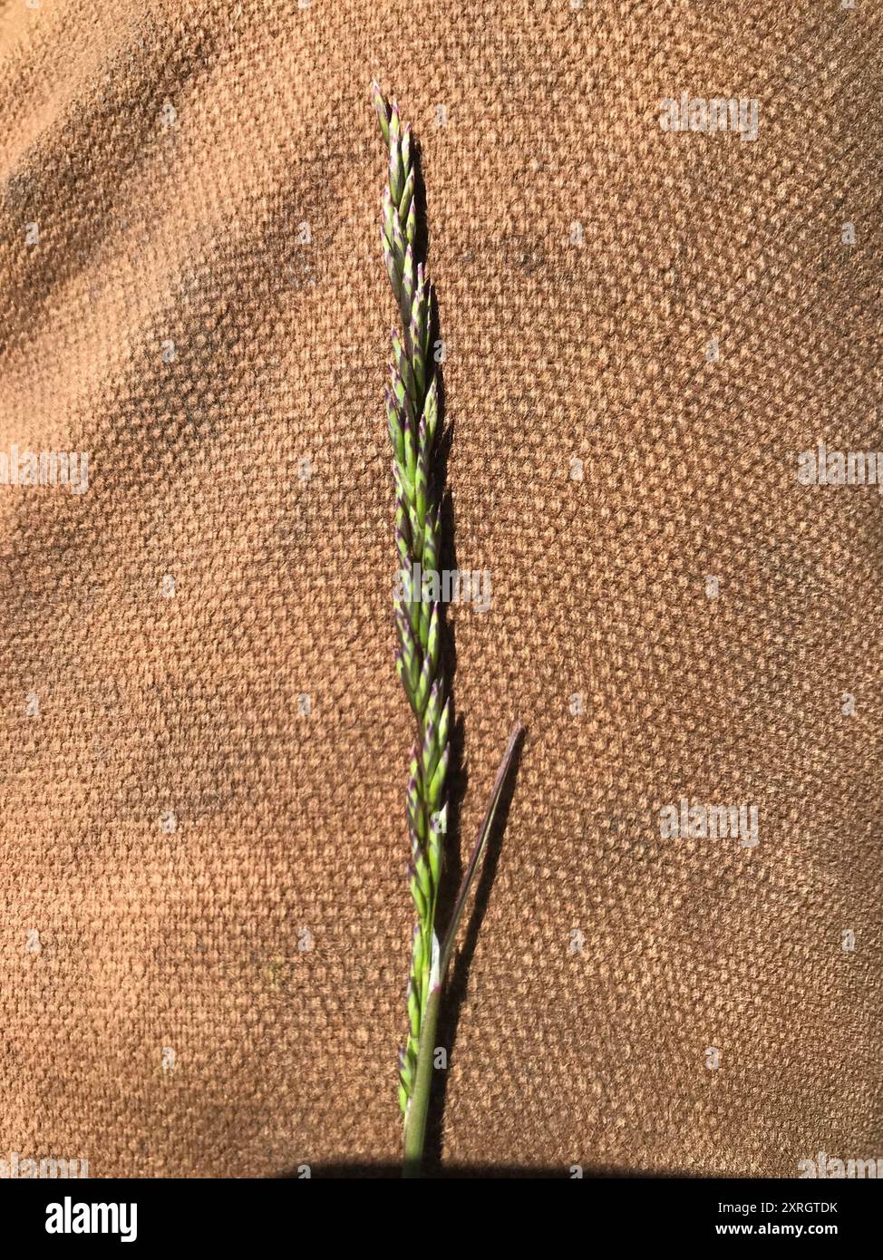 grasses (Poaceae) Plantae Stock Photo - Alamy