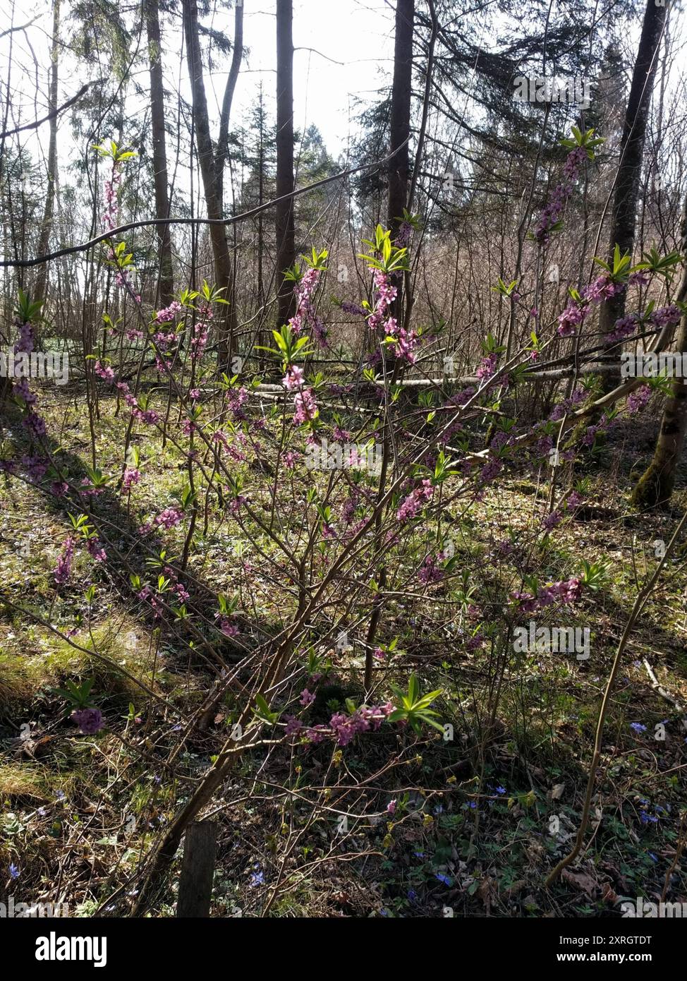 Mezereon (Daphne mezereum) Plantae Stock Photo - Alamy
