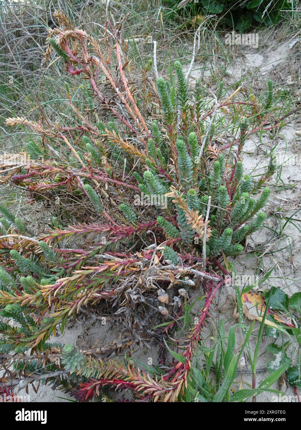 Sea Spurge (Euphorbia paralias) Plantae Stock Photo - Alamy