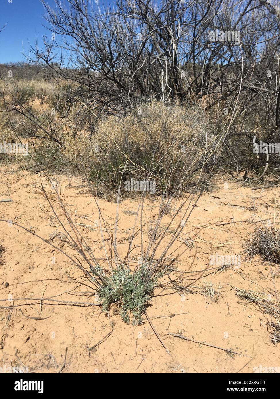 Field Sagewort (Artemisia campestris) Plantae Stock Photo - Alamy