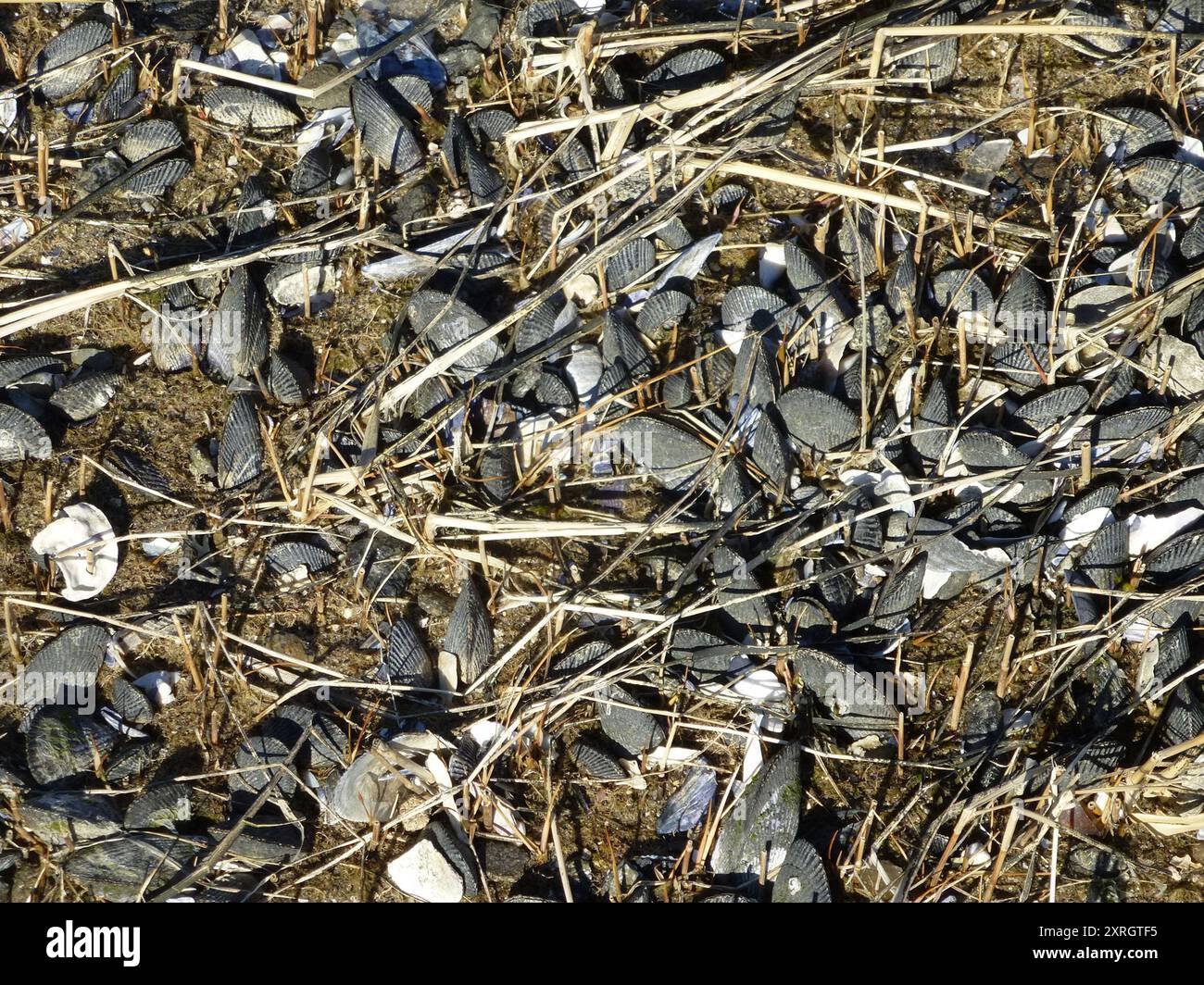 Atlantic Ribbed Mussel (Geukensia demissa) Mollusca Stock Photo - Alamy