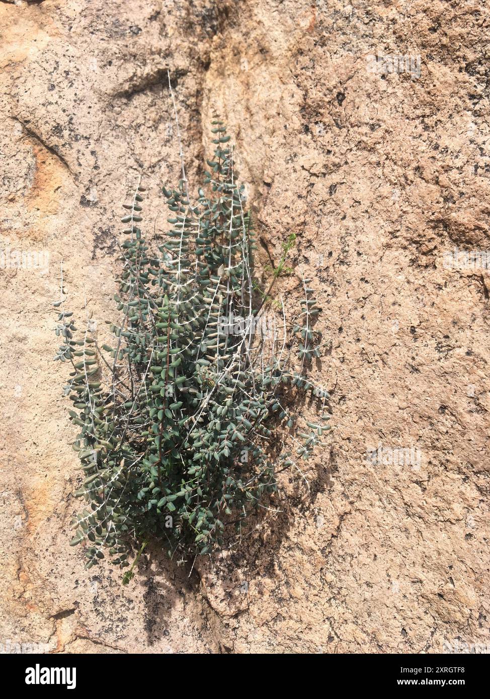 spiny cliff-brake (Pellaea truncata) Plantae Stock Photo - Alamy