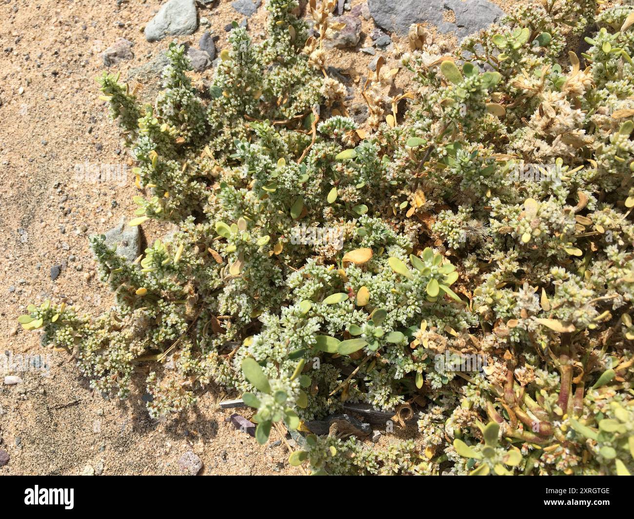 Frost Mat (Achyronychia cooperi) Plantae Stock Photo - Alamy