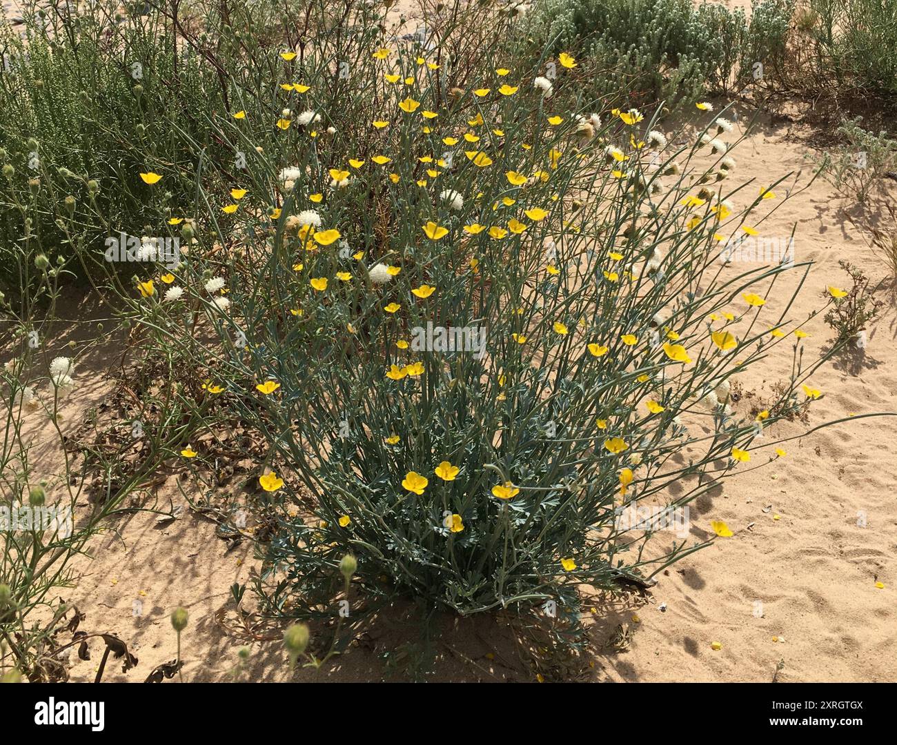 Little Gold Poppy (Eschscholzia minutiflora) Plantae Stock Photo - Alamy
