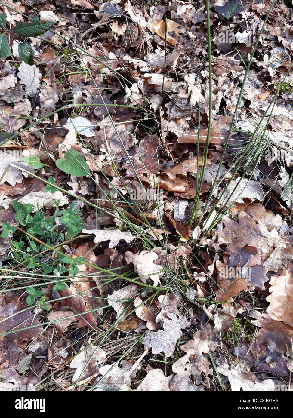 Soft Rush (Juncus effusus) Plantae Stock Photo - Alamy