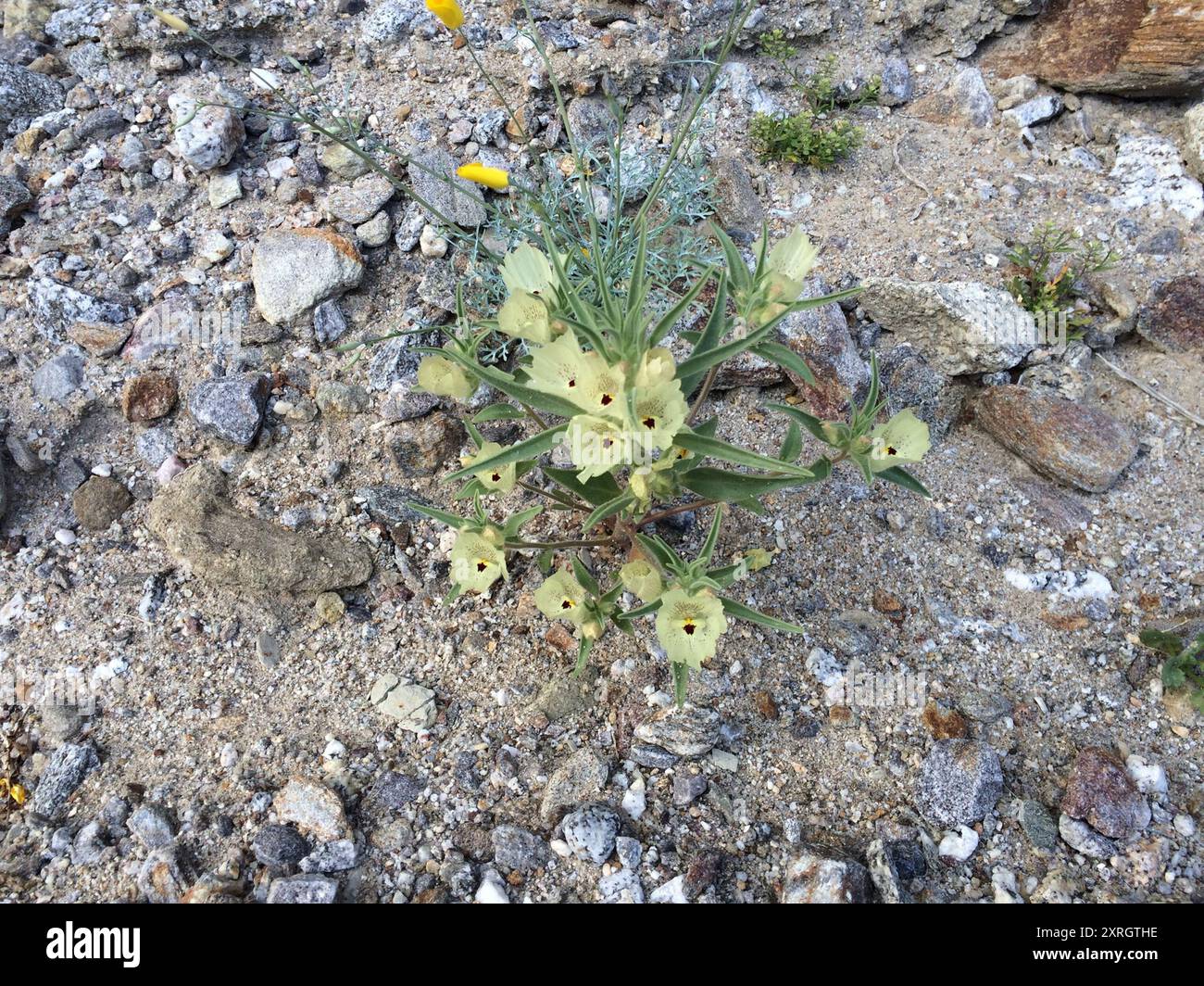 ghost flower (Mohavea confertiflora) Plantae Stock Photo - Alamy