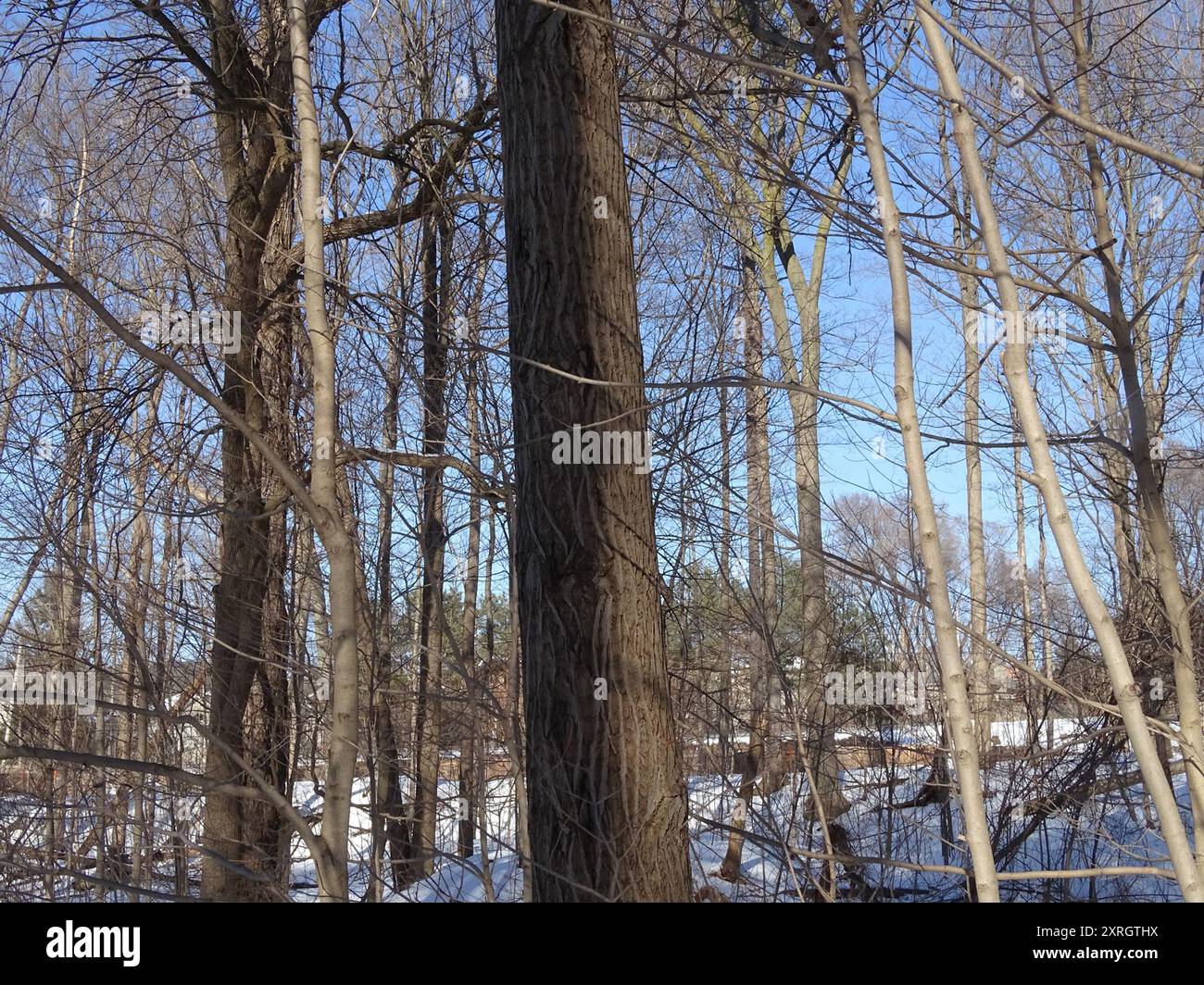 Butternut (Juglans cinerea) Plantae Stock Photo - Alamy
