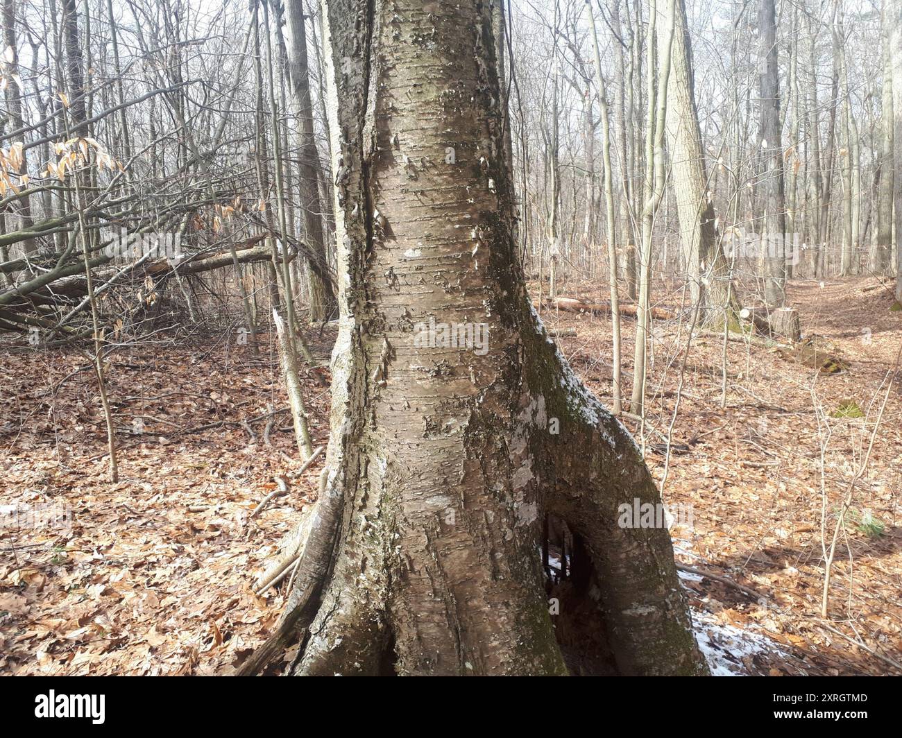 yellow birch (Betula alleghaniensis) Plantae Stock Photo - Alamy