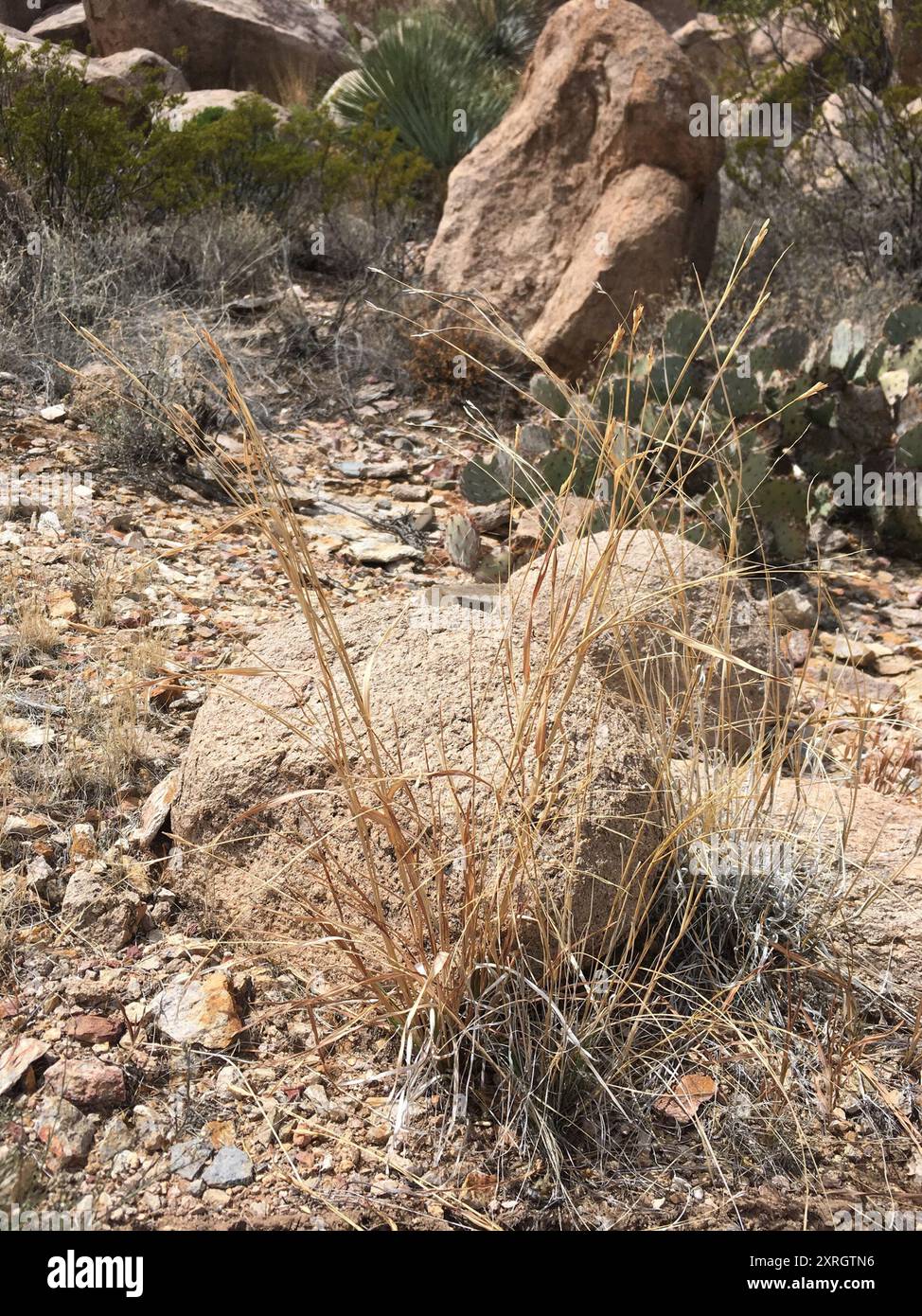 tanglehead (Heteropogon contortus) Plantae Stock Photo - Alamy