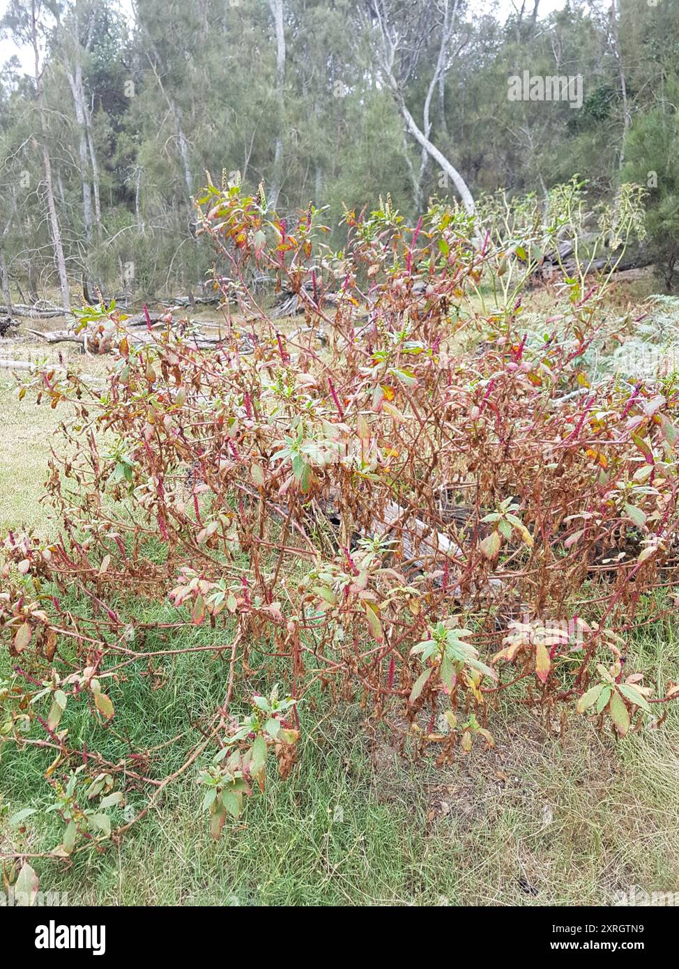Inkweed (Phytolacca octandra) Plantae Stock Photo - Alamy