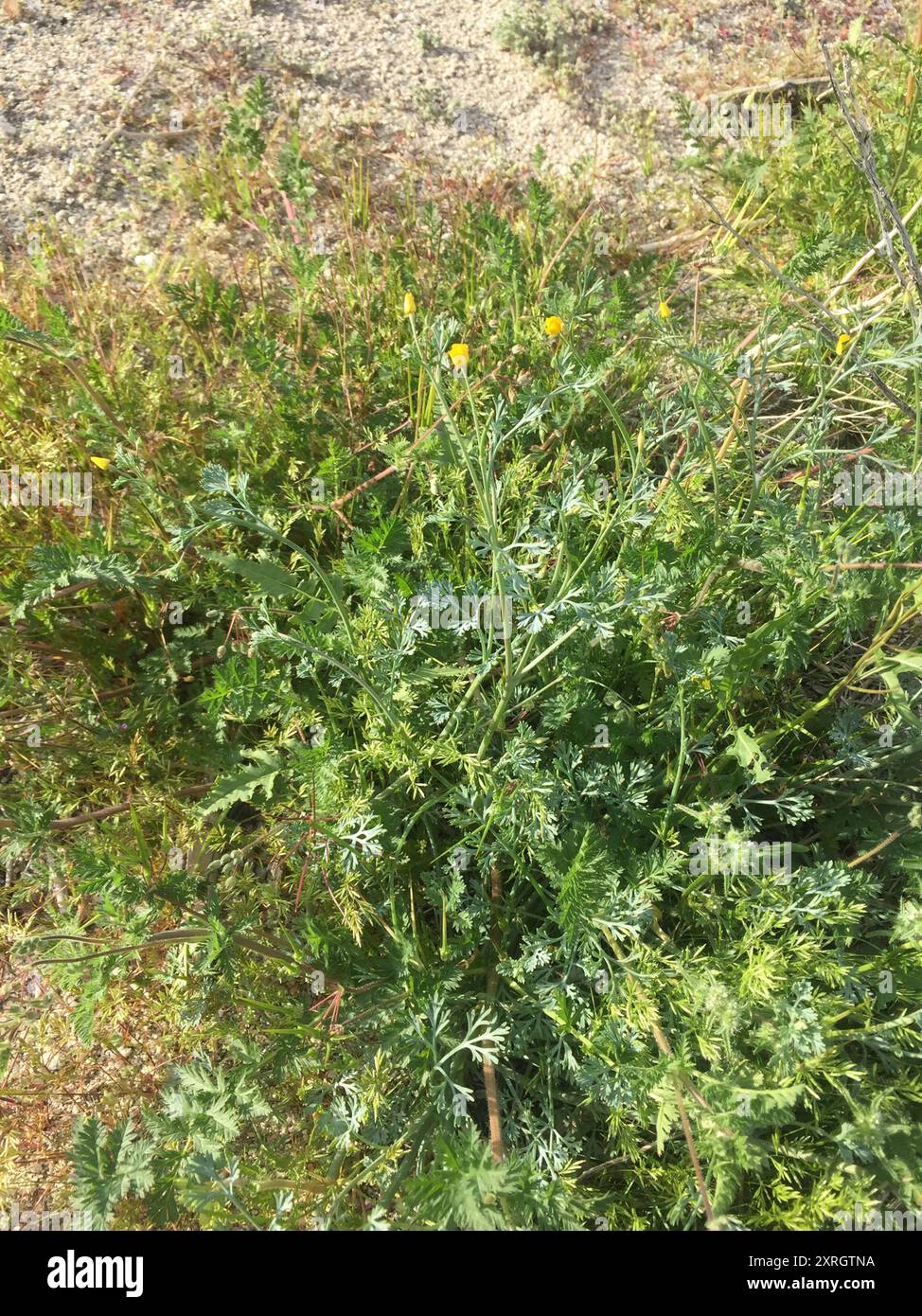 Little Gold Poppy (Eschscholzia minutiflora) Plantae Stock Photo - Alamy