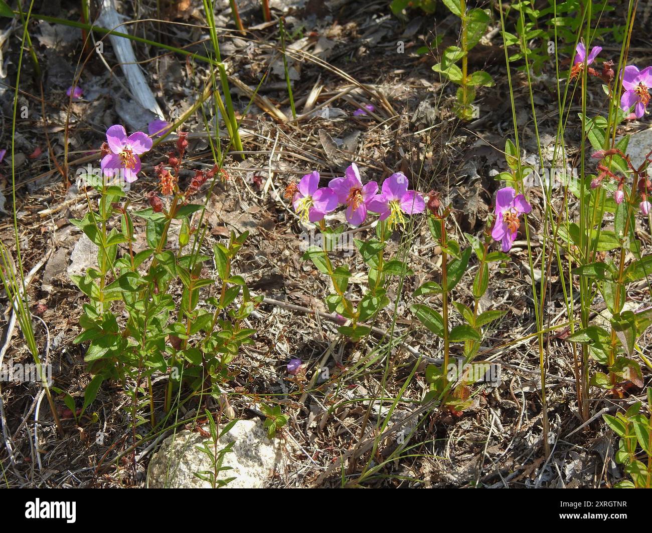 Virginia meadowbeauty (Rhexia virginica) Plantae Stock Photo - Alamy
