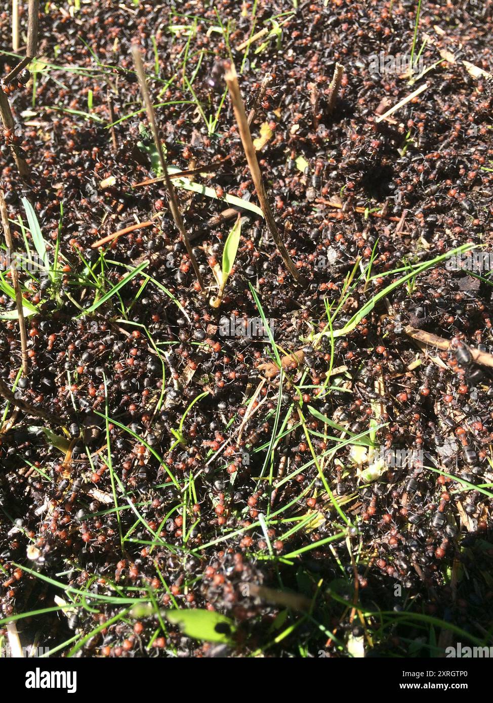 Wood, Mound, and Field Ants (Formica) Insecta Stock Photo - Alamy