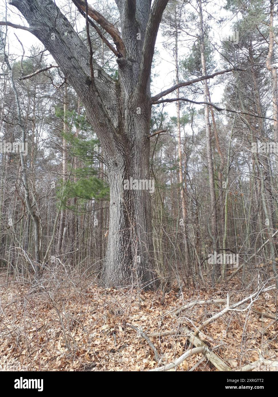 black oak (Quercus velutina) Plantae Stock Photo - Alamy