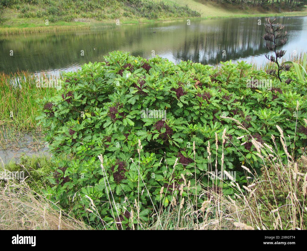 five finger (Pseudopanax arboreus) Plantae Stock Photo - Alamy