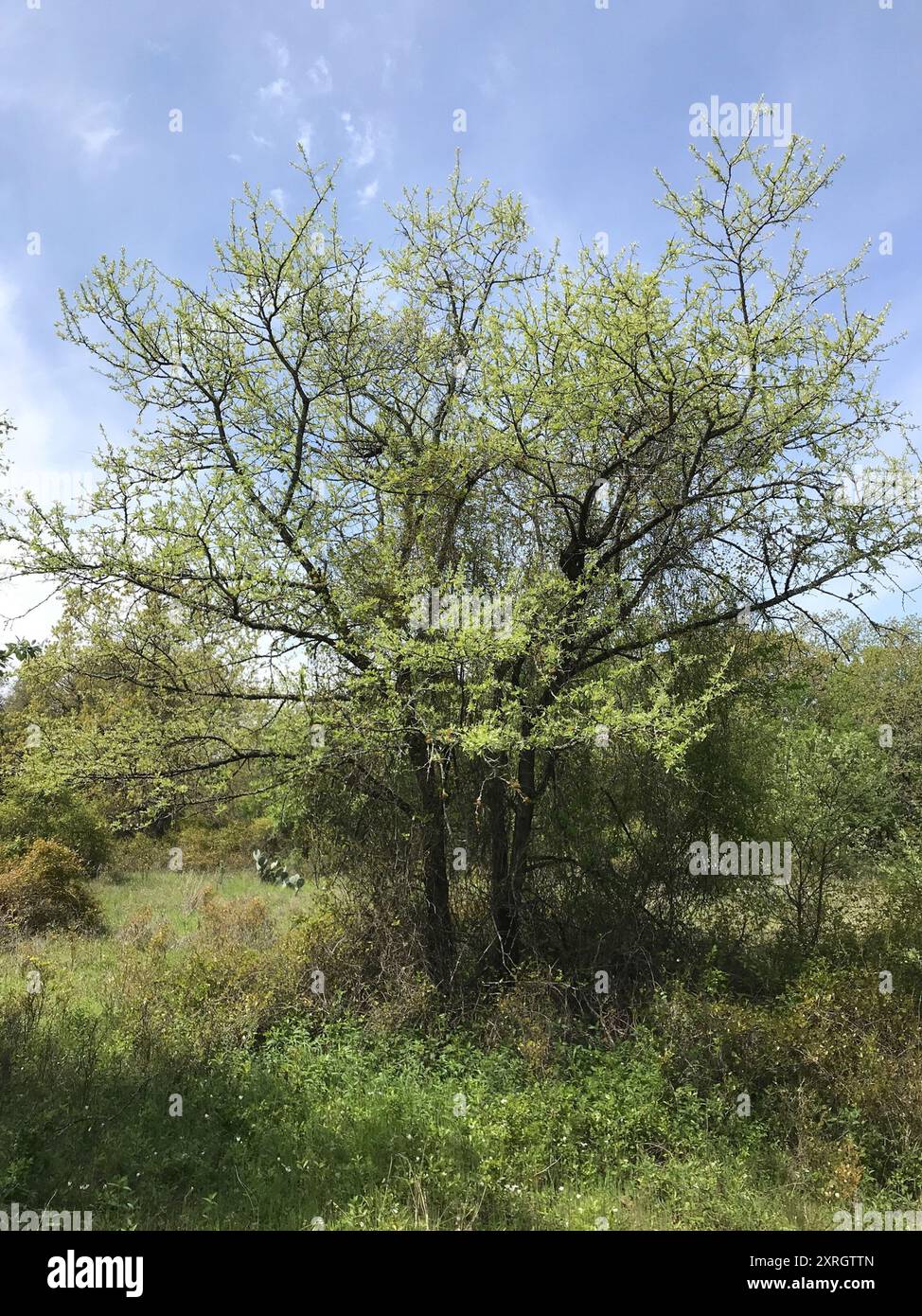 Gum bumelia (Sideroxylon lanuginosum) Plantae Stock Photo - Alamy