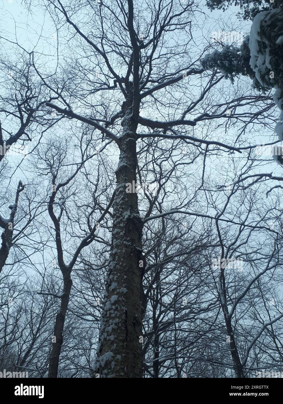 yellow birch (Betula alleghaniensis) Plantae Stock Photo - Alamy