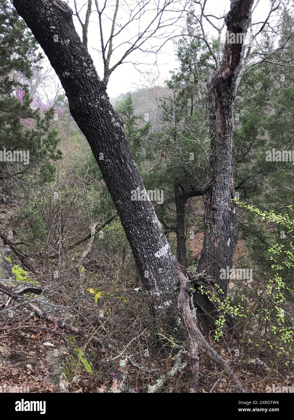 Buckley's oak (Quercus buckleyi) Plantae Stock Photo - Alamy