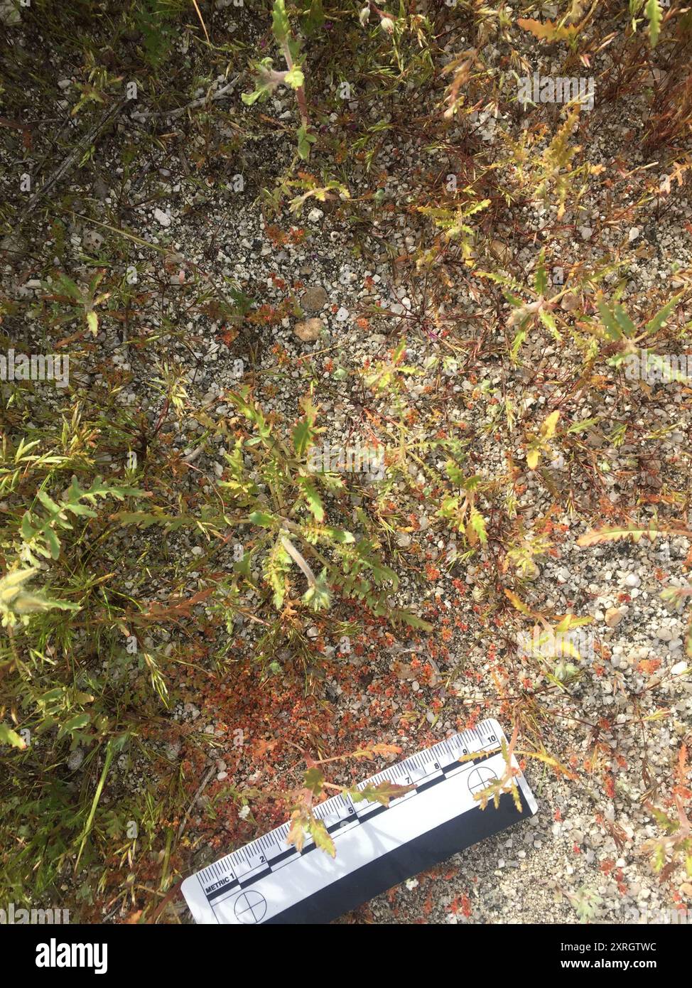 sand pygmyweed (Crassula connata) Plantae Stock Photo - Alamy