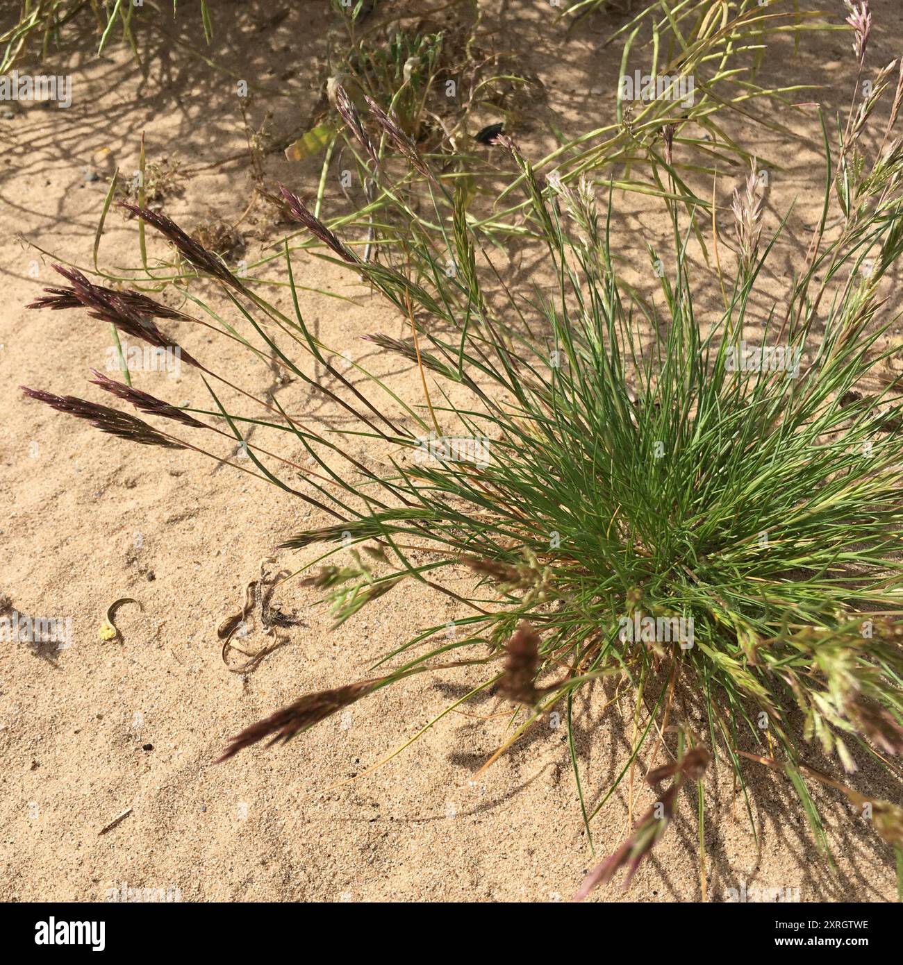 grasses (Poaceae) Plantae Stock Photo - Alamy