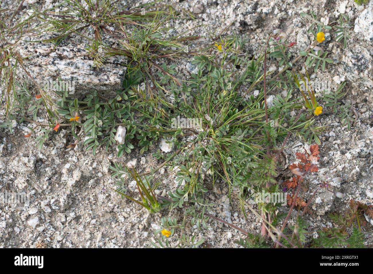 strigose lotus (Acmispon strigosus) Plantae Stock Photo - Alamy